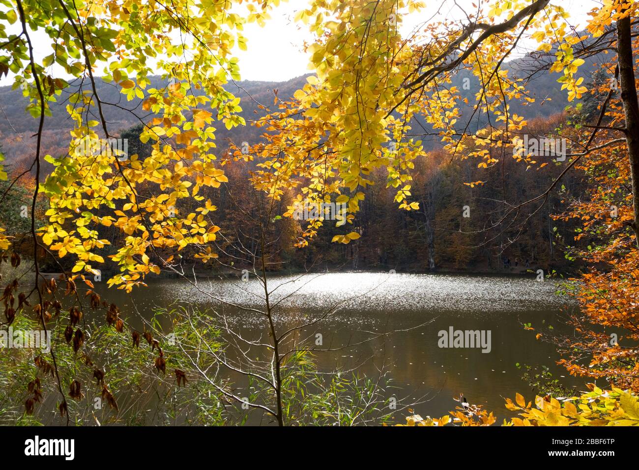 Yellow tree and beautiful light Stock Photo - Alamy