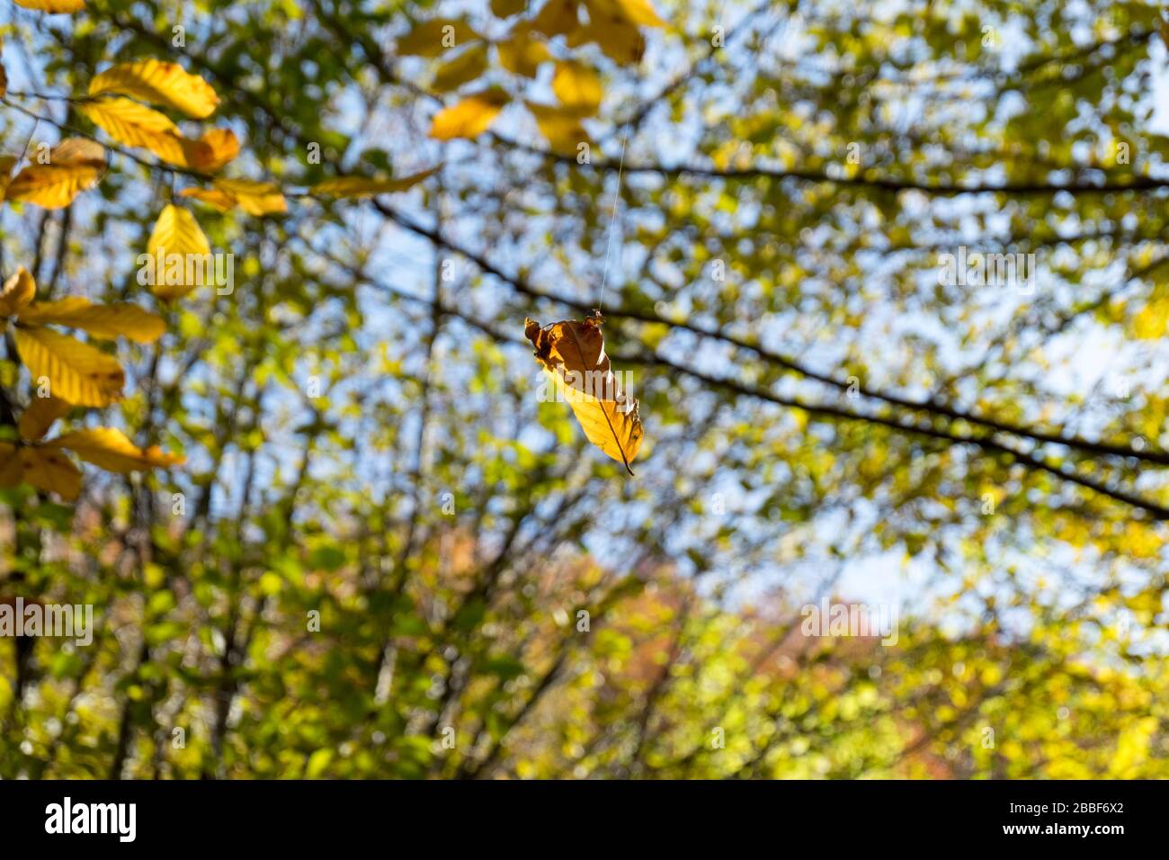 Yellow tree and beautiful light Stock Photo - Alamy