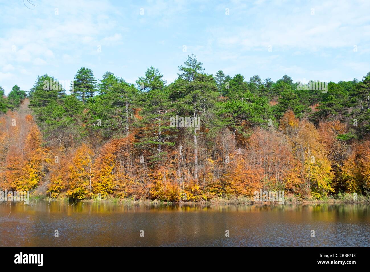 Yellow tree and beautiful light Stock Photo - Alamy