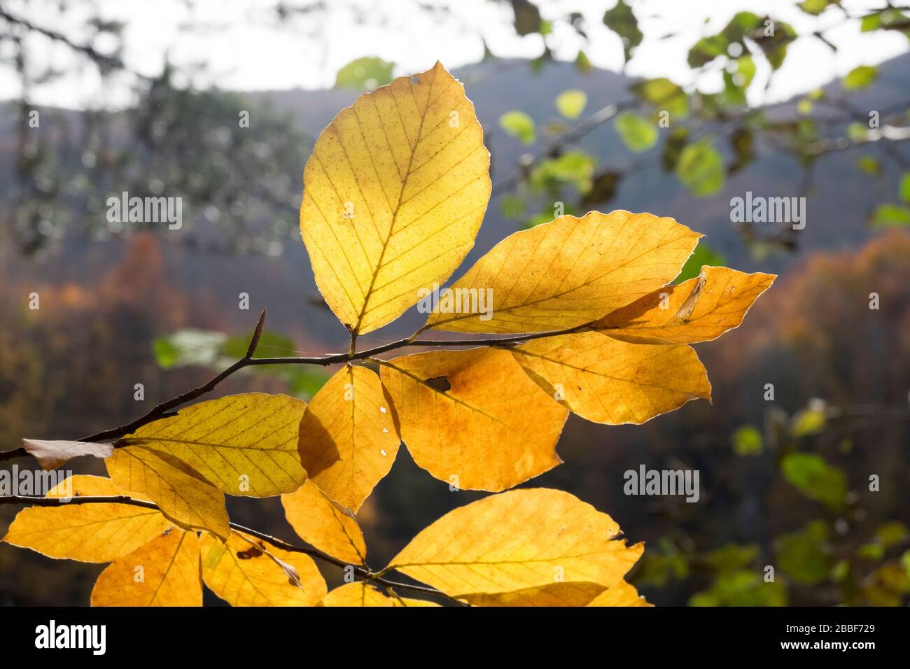 Yellow tree and beautiful light Stock Photo - Alamy