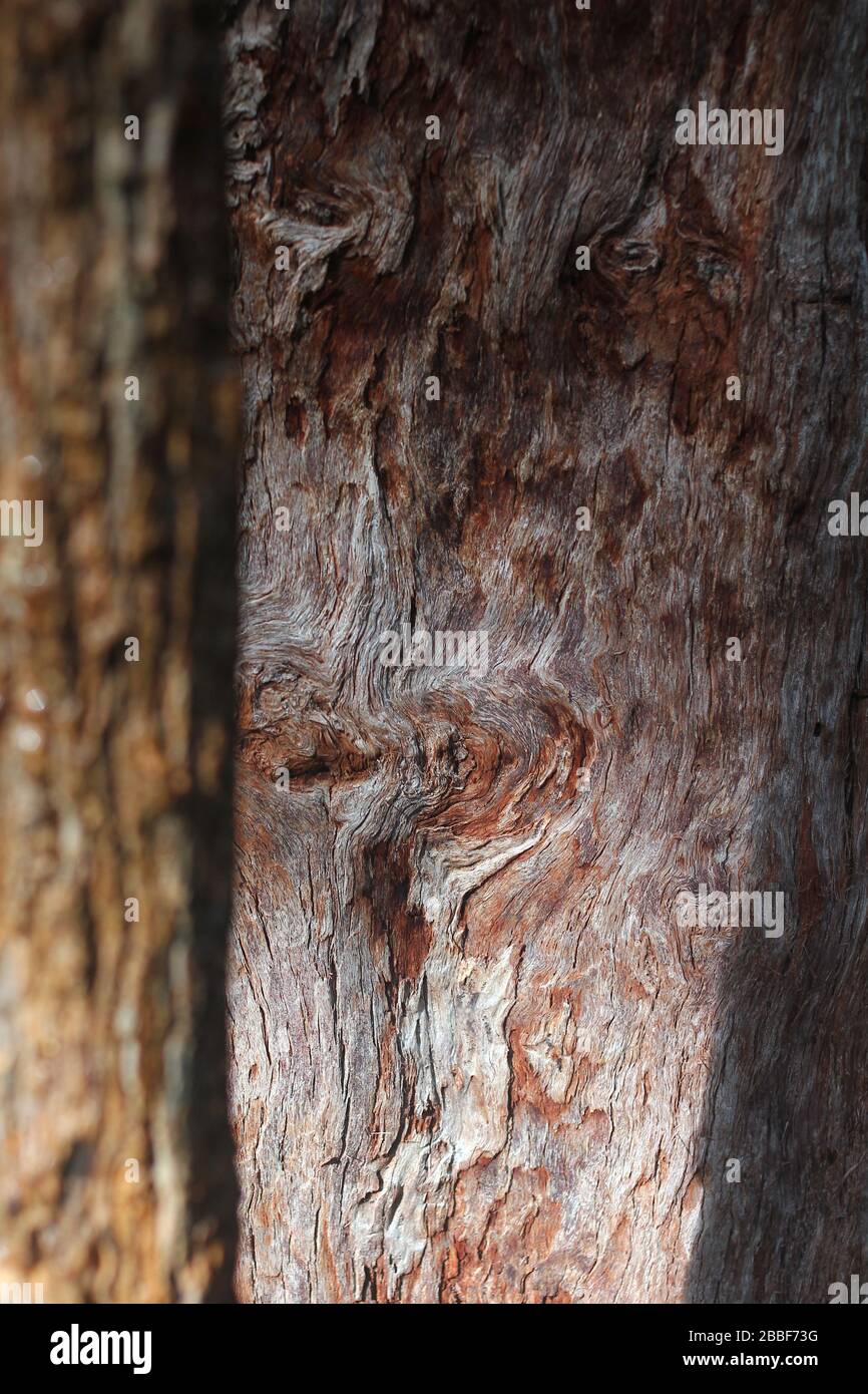 Giant red tingle trees, old man of the forest in Western Australia ...