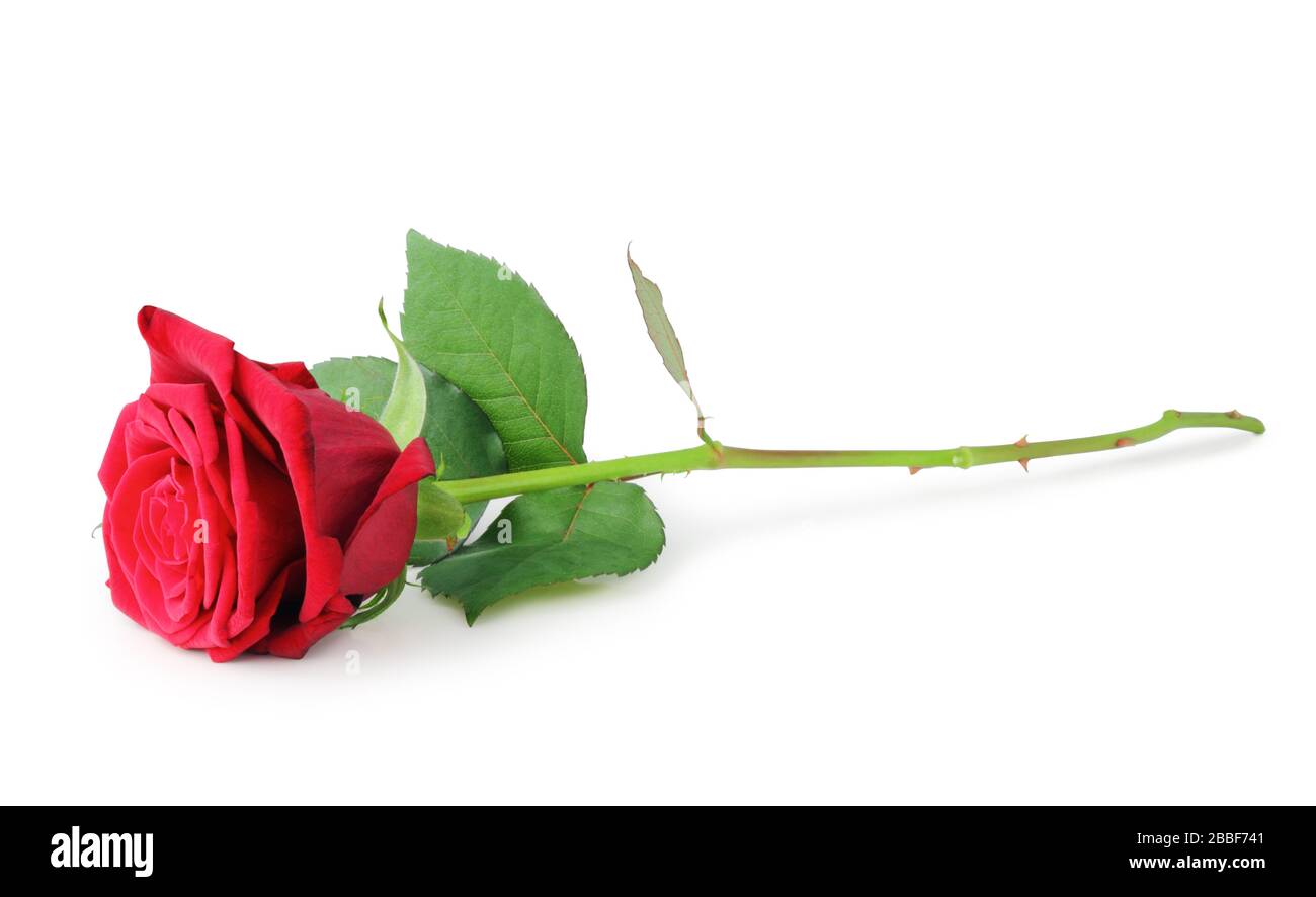 Rose (Rosaceae) isolated on white background, inclusive clipping path ...