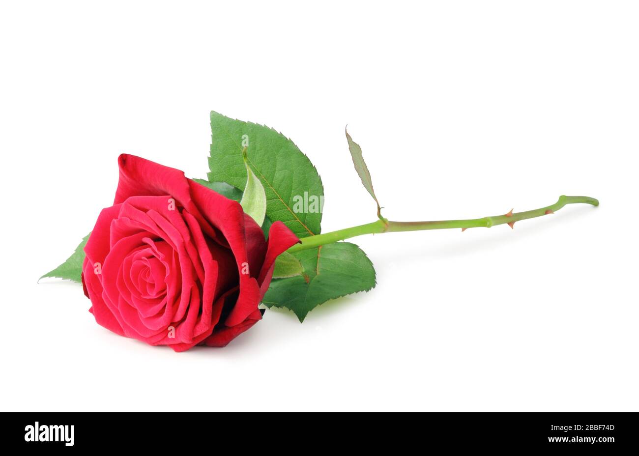 Rose (Rosaceae) isolated on white background, inclusive clipping path ...