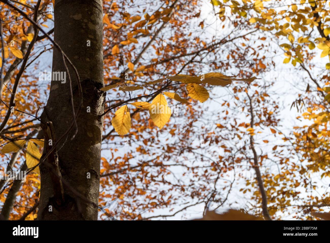 Yellow tree and beautiful light Stock Photo - Alamy
