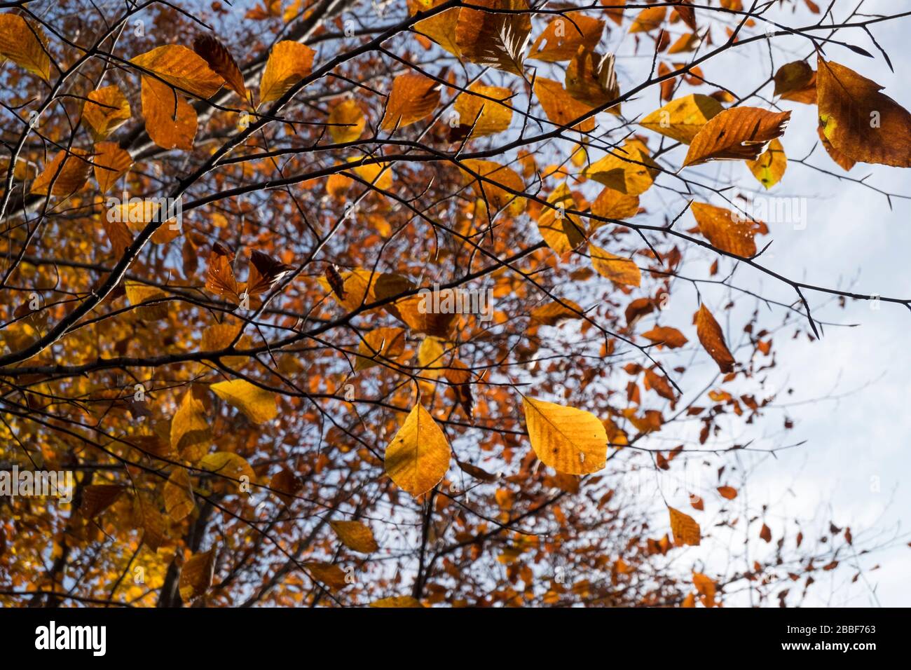 Yellow tree and beautiful light Stock Photo - Alamy