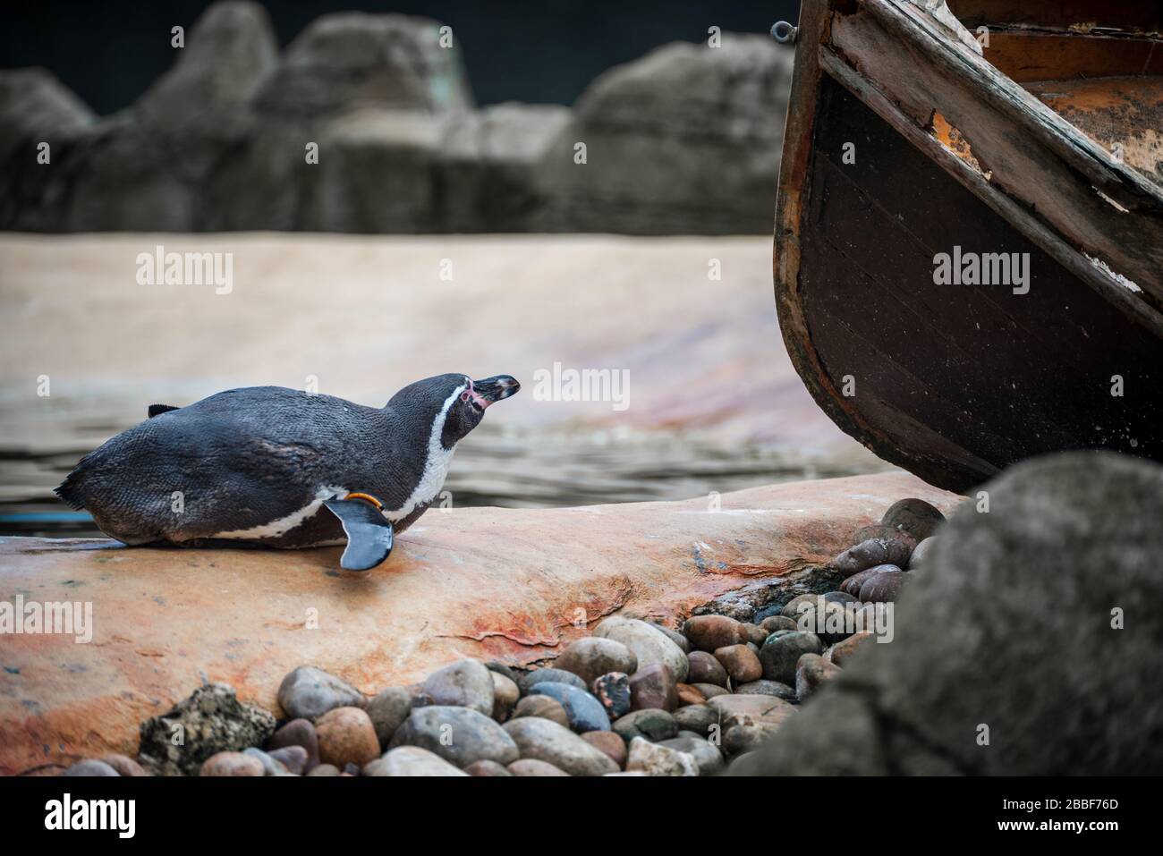 Penguin on its belly hi-res stock photography and images - Alamy