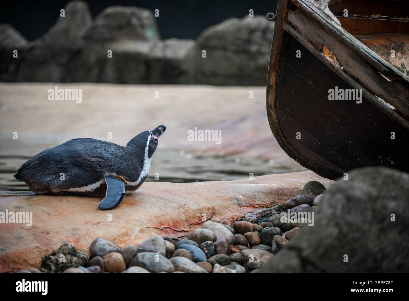 Penguin stands his ground Stock Photo - Alamy