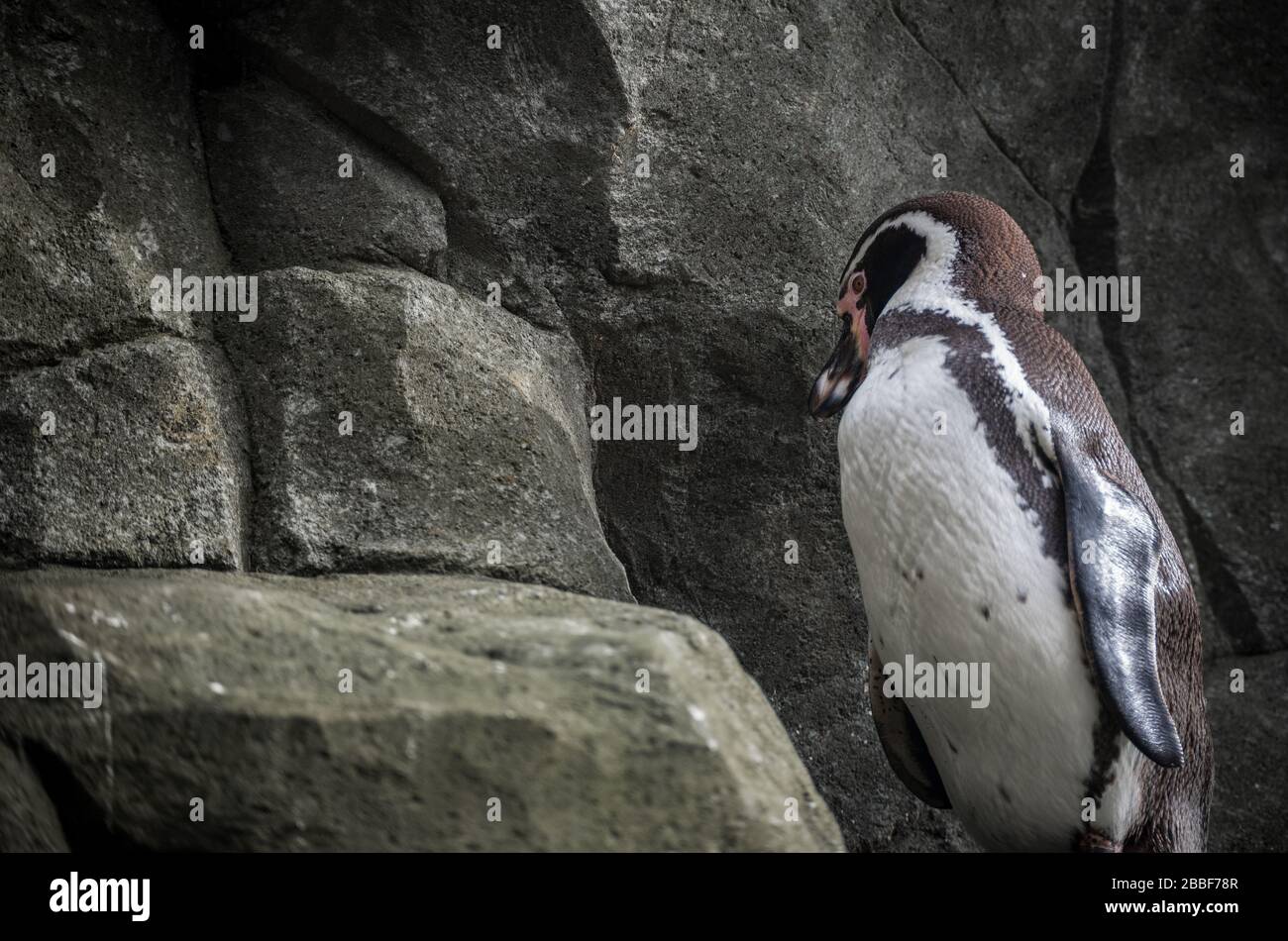 Penguin stands tall Stock Photo - Alamy