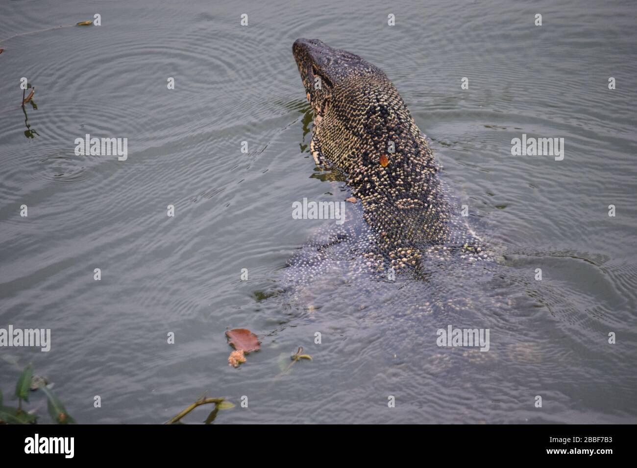 Large Water Monitor, Ayutthaya 110120 Stock Photo - Alamy
