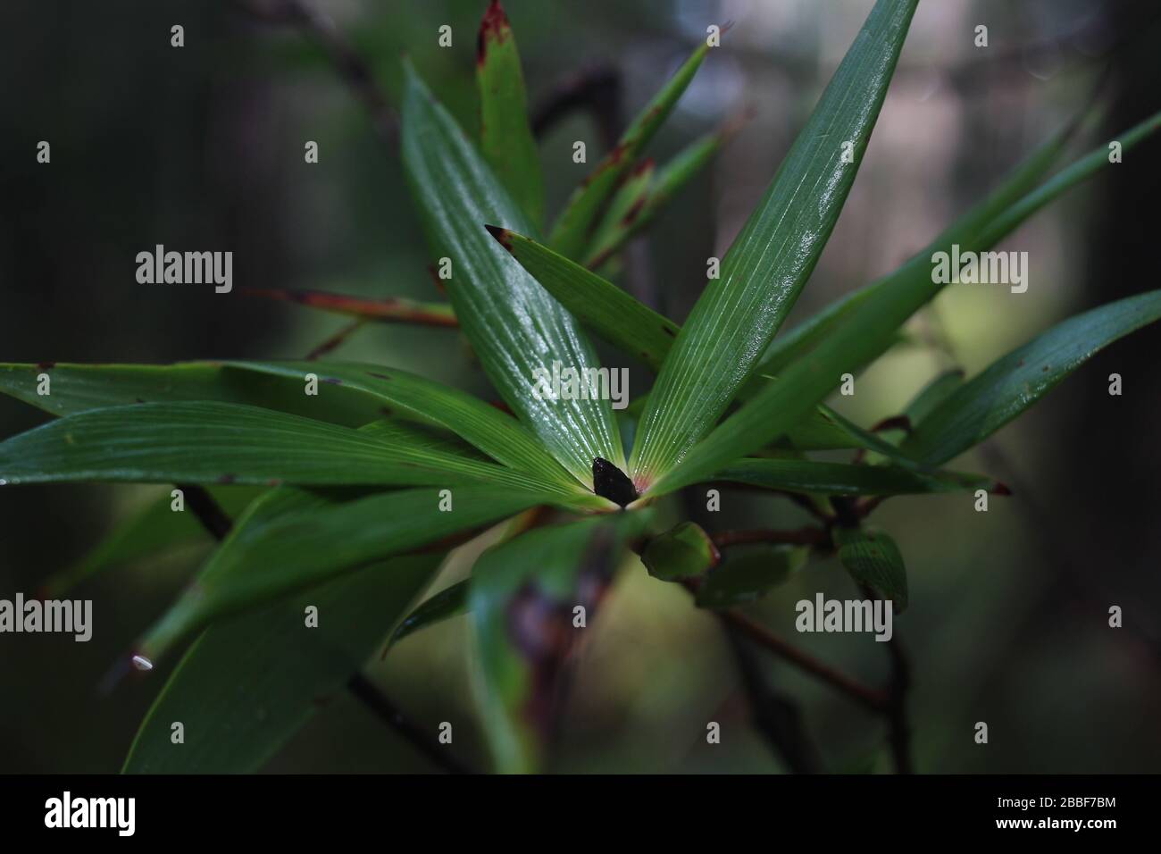 star shaped leaf of tassel flower plant western Australia Stock Photo ...