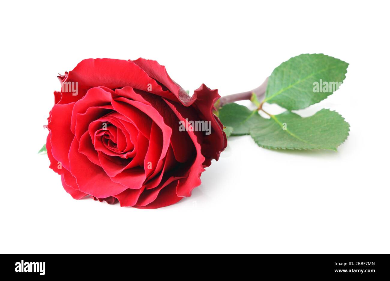 Rose (Rosaceae) isolated on white background, inclusive clipping path ...
