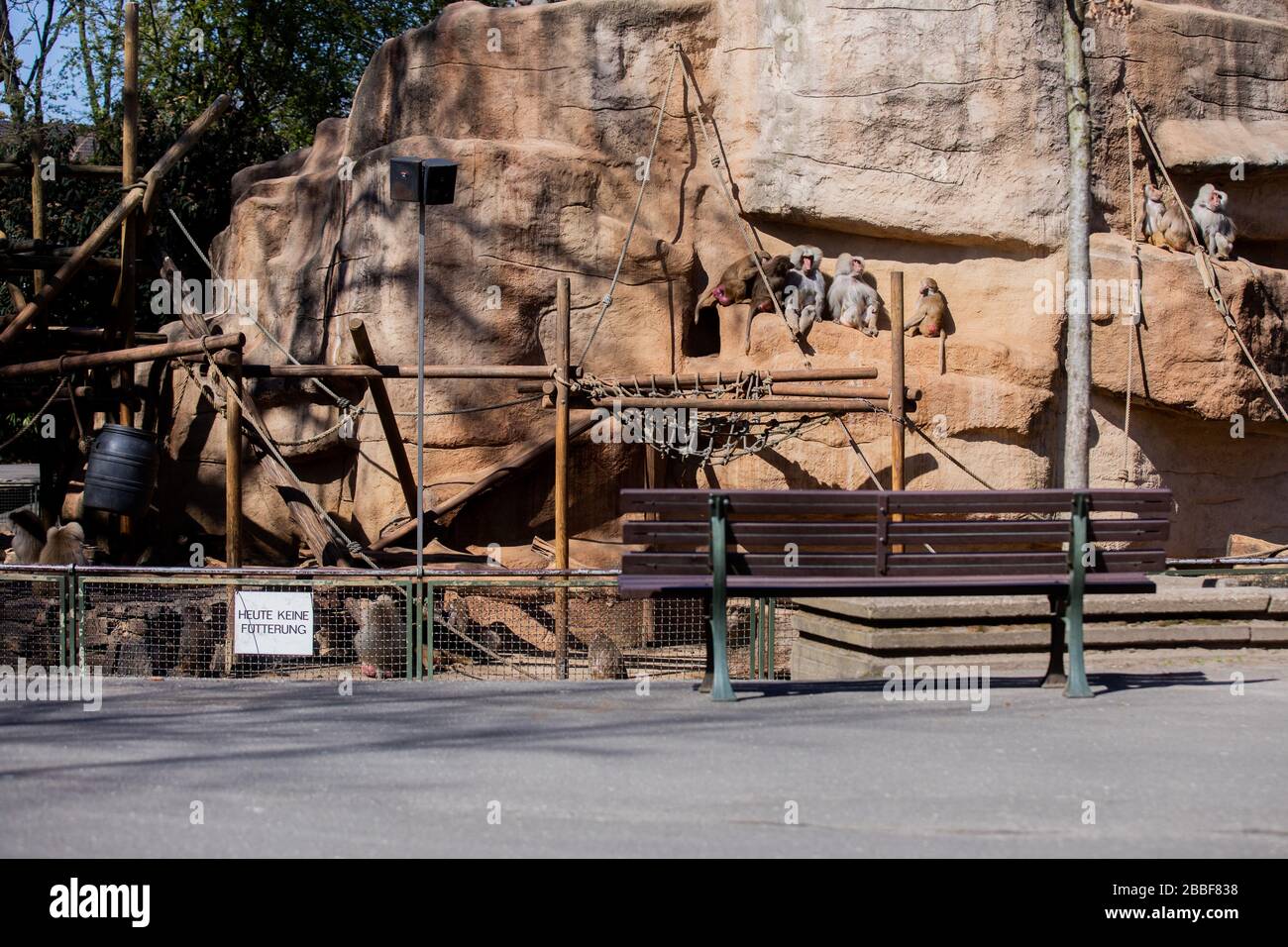 Baboons and monkeys 19 hi-res stock photography and images - Alamy