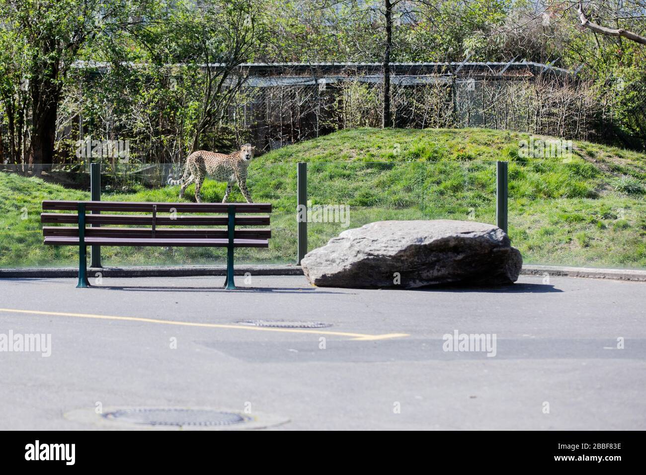 Cologne zoo enclosure hi-res stock photography and images - Alamy