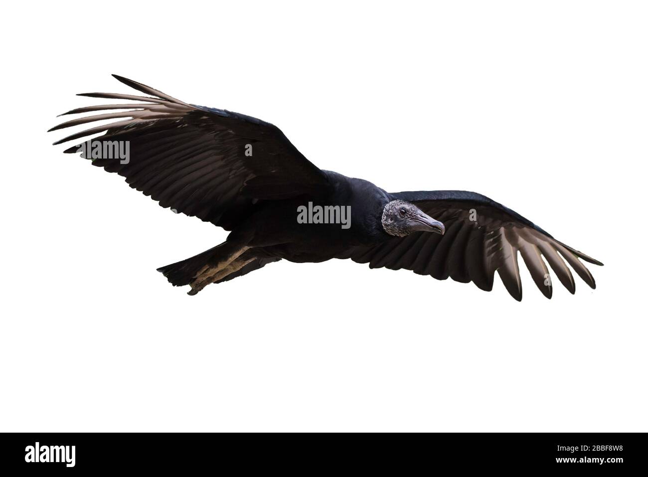 Black Vulture in flight isolated on white background (Coragyps atratus ...