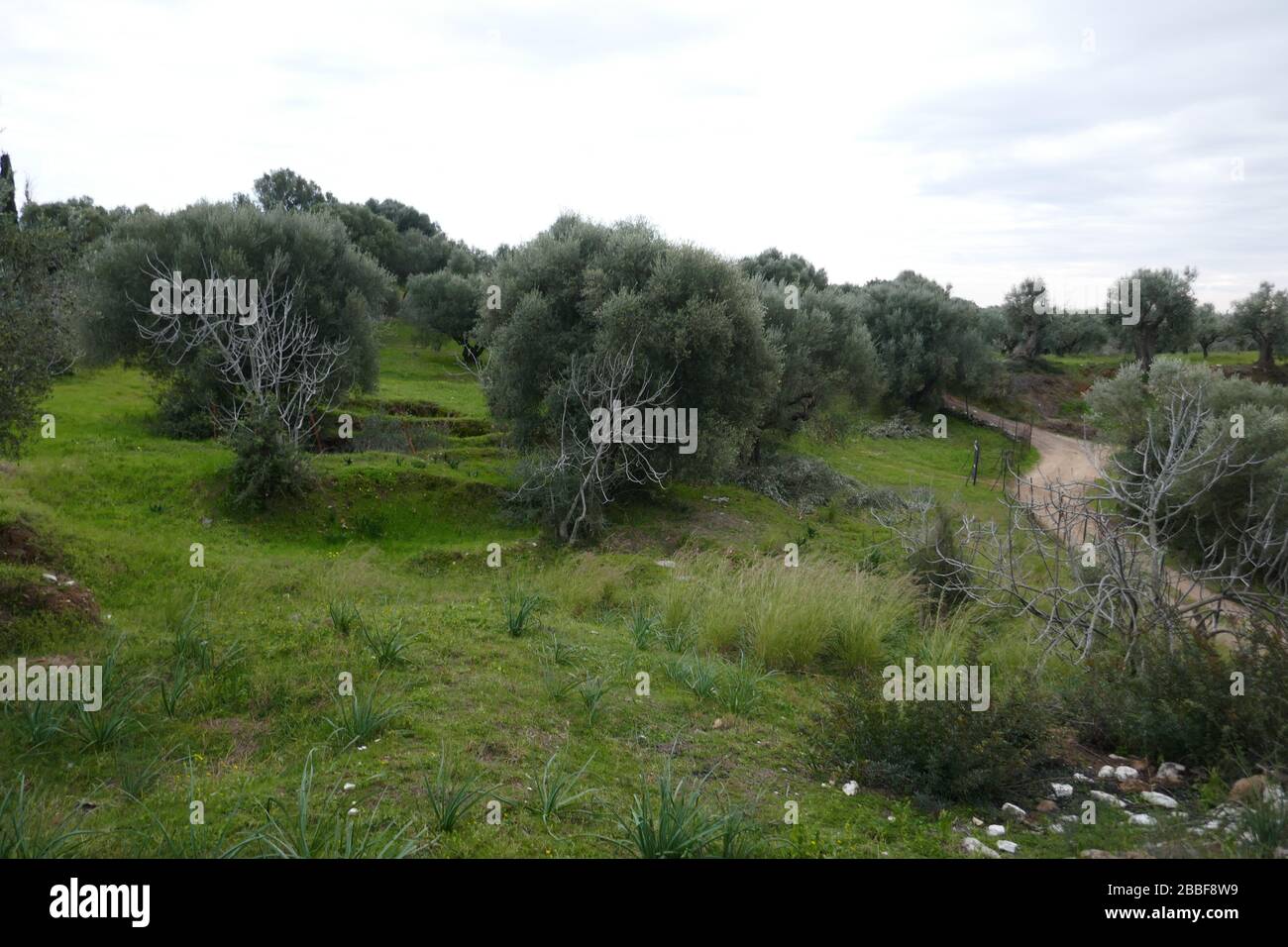 Mycenaean vaulted tomb Nichoria Karpofora Stock Photo - Alamy