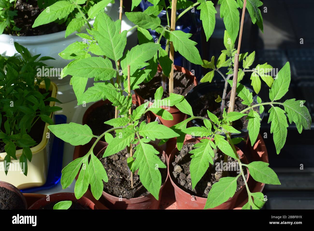 small tomato plants Stock Photo - Alamy