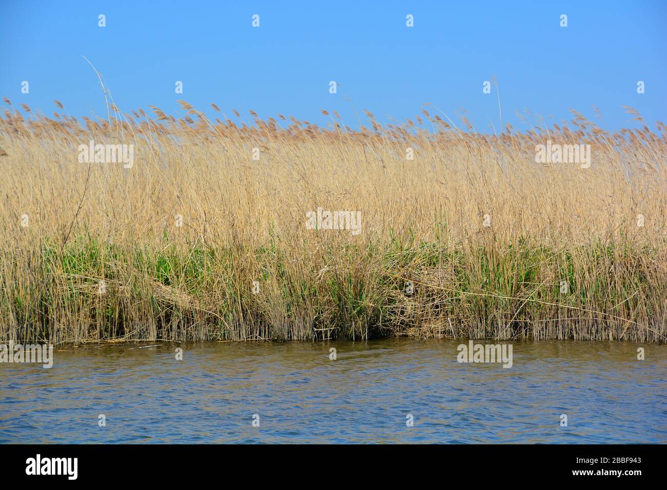 Biesbosch national park hi-res stock photography and images - Alamy