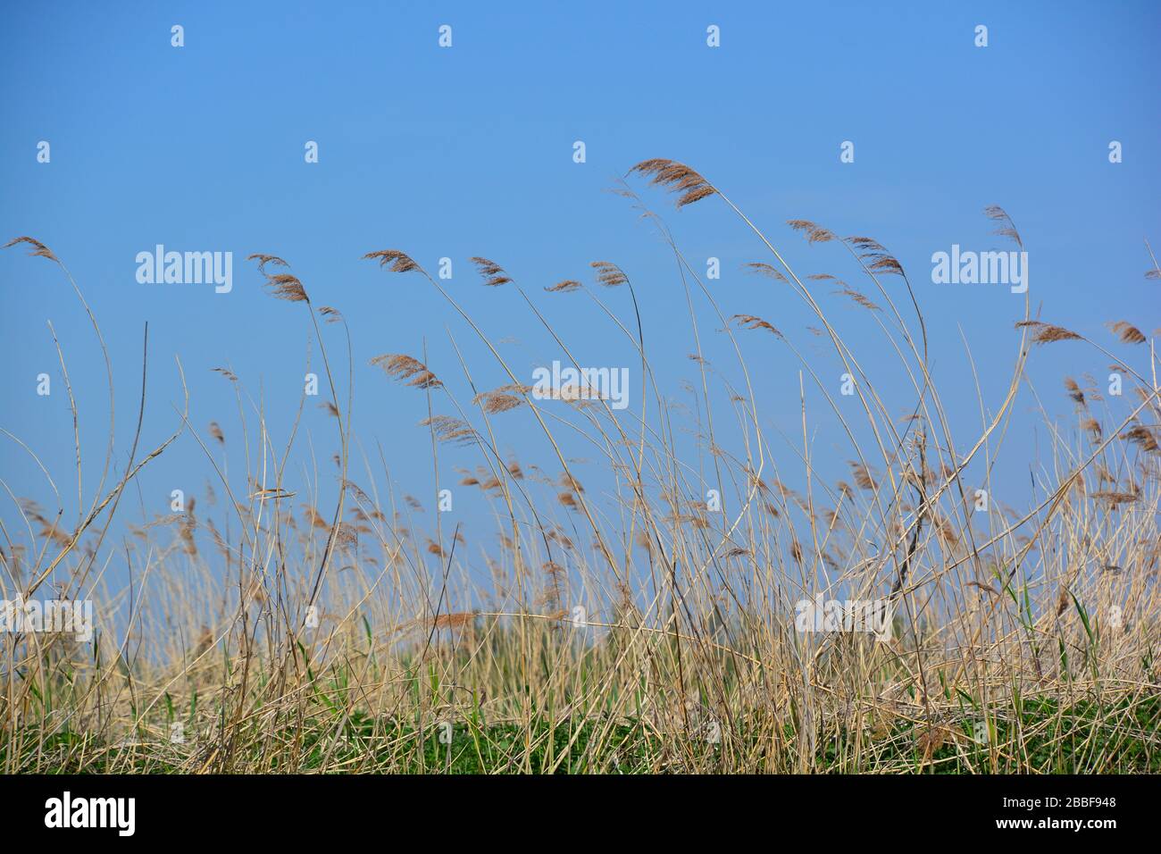Freshwater wetl hi-res stock photography and images - Alamy