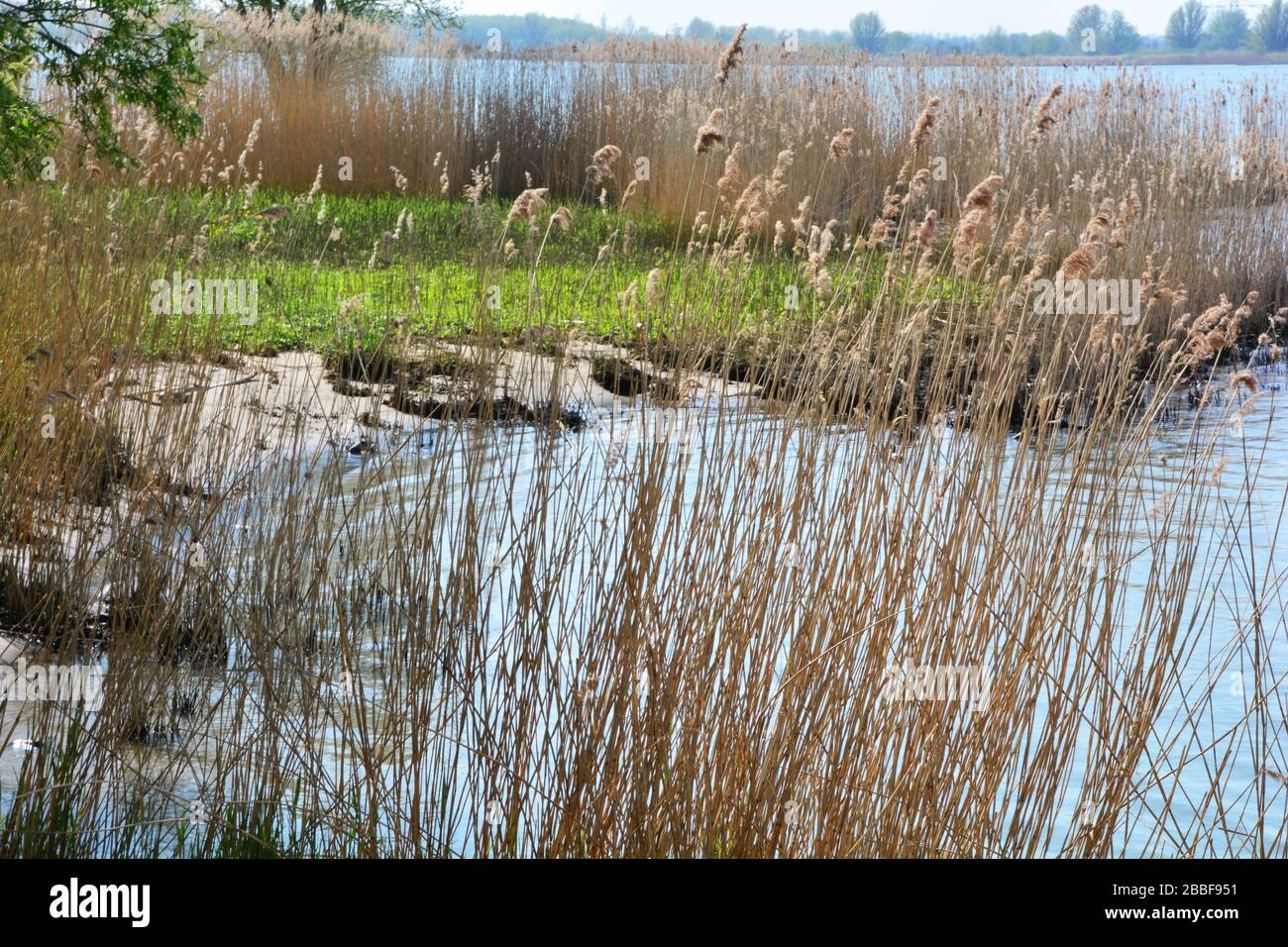 Tidal vegetation hi-res stock photography and images - Alamy