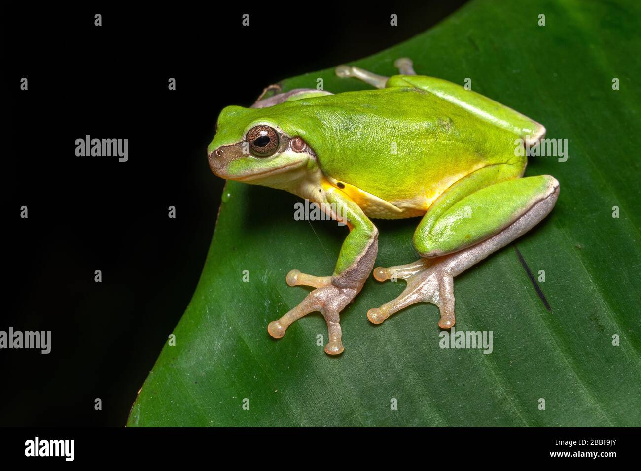 Hyla chinensis hi-res stock photography and images - Alamy