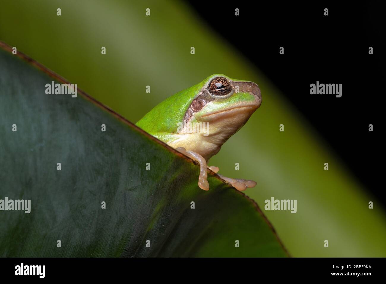 Chinese Tree Frog (Hyla chinensis Stock Photo - Alamy