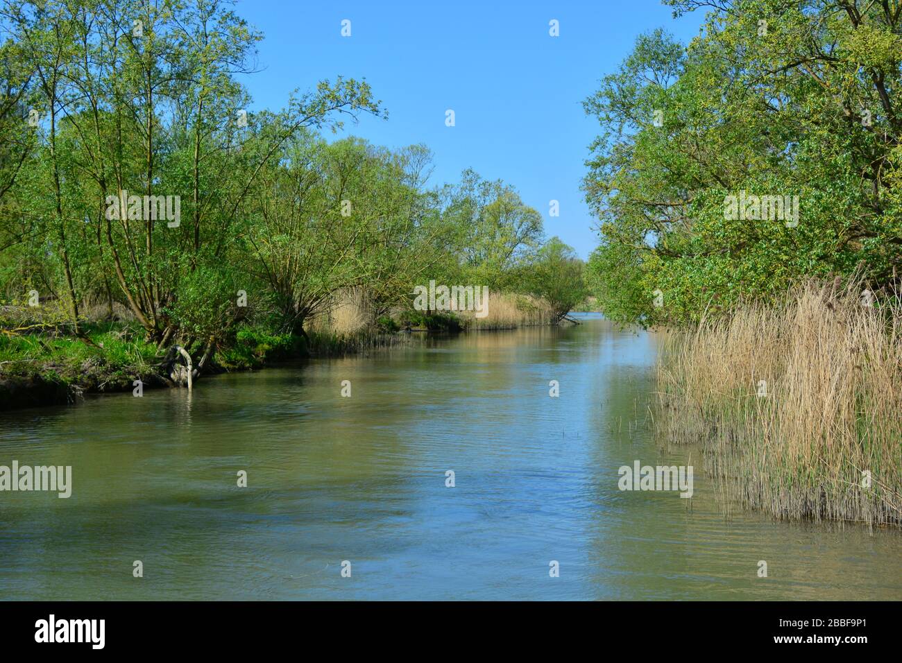 Low angle view through one of the creeks with reed beds in Biesbosch ...