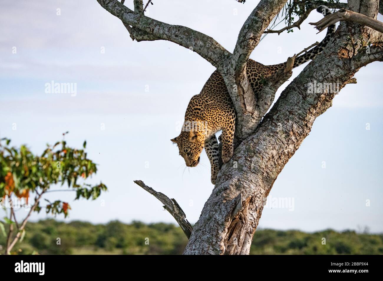 Tree trunk and leopard hi-res stock photography and images - Alamy