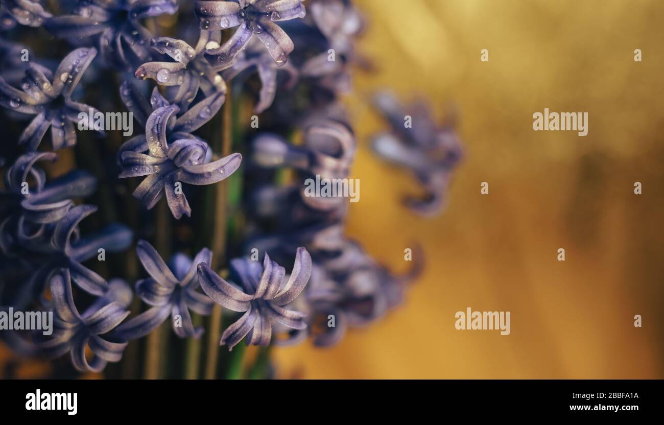 Close up Beautiful purple hyacinth flowers on a golden bokeh behind ...