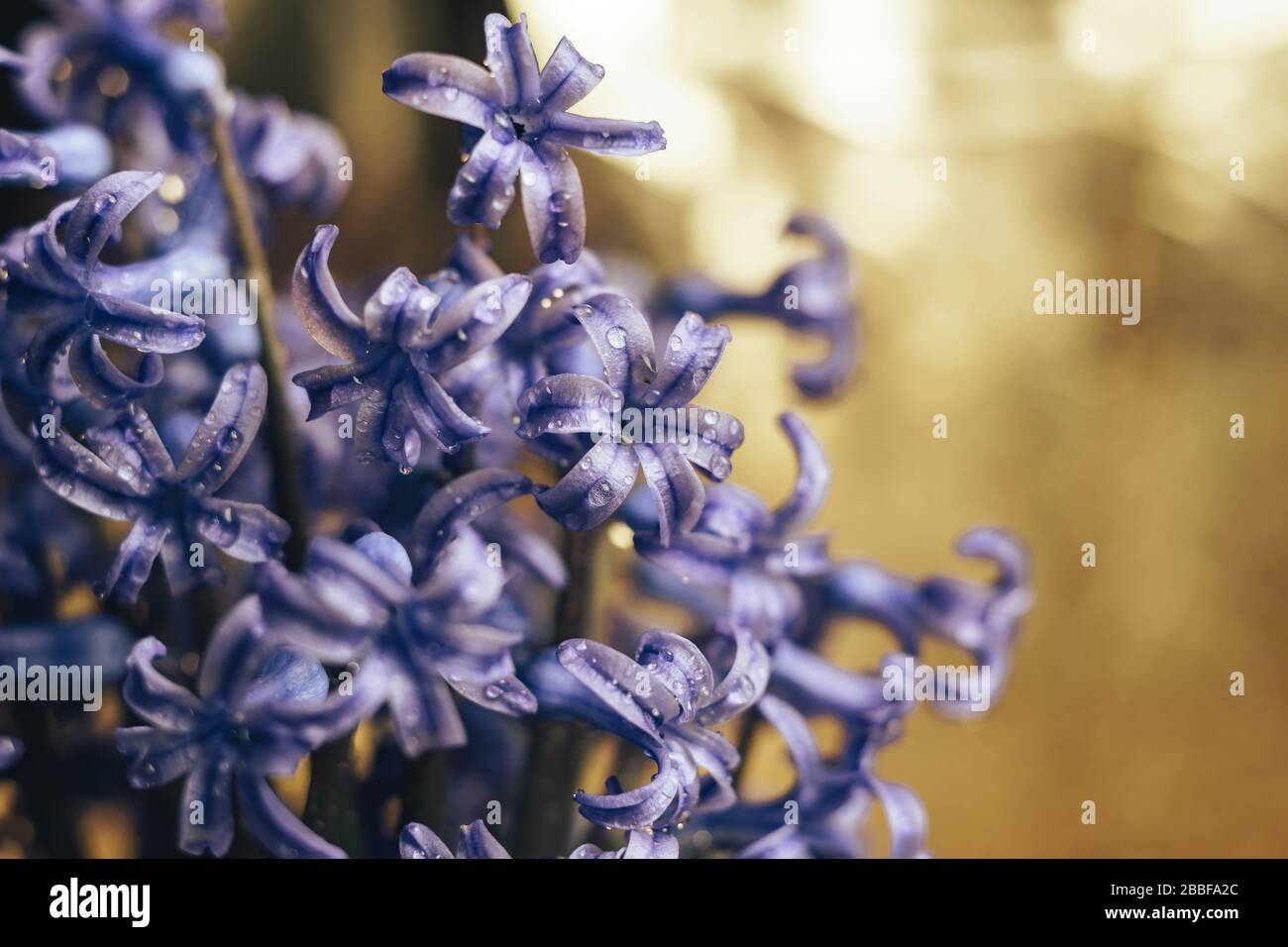 Close up Beautiful purple hyacinth flowers on a golden bokeh behind ...