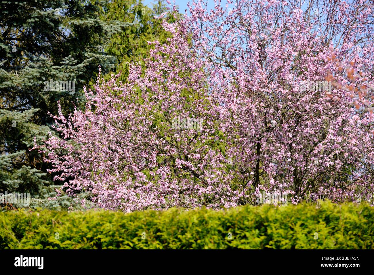 Bright springtime garden with a beautiful flowering blood plum tree and ...