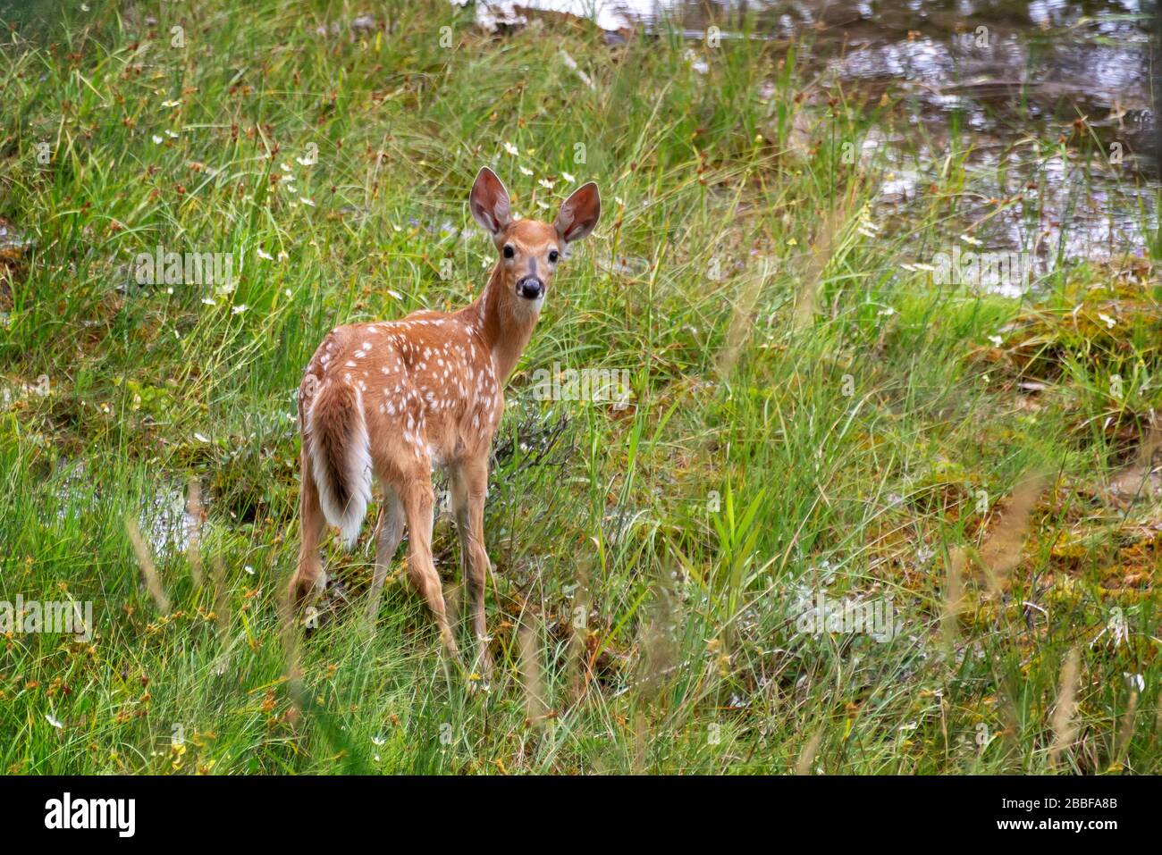 Cute Baby White Tailed Deer