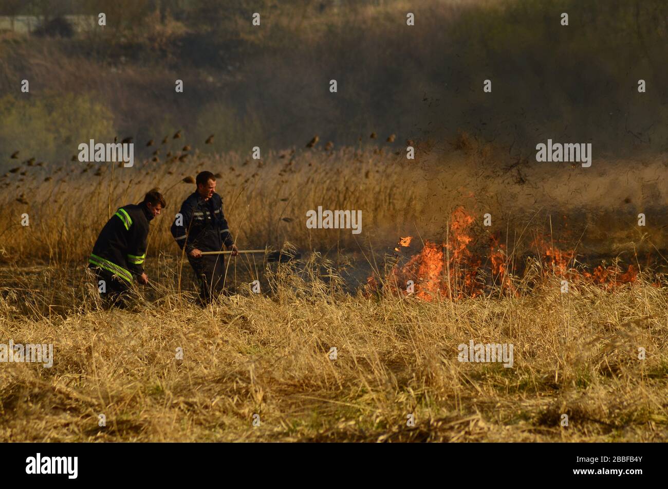 fire burn grass Stock Photo - Alamy