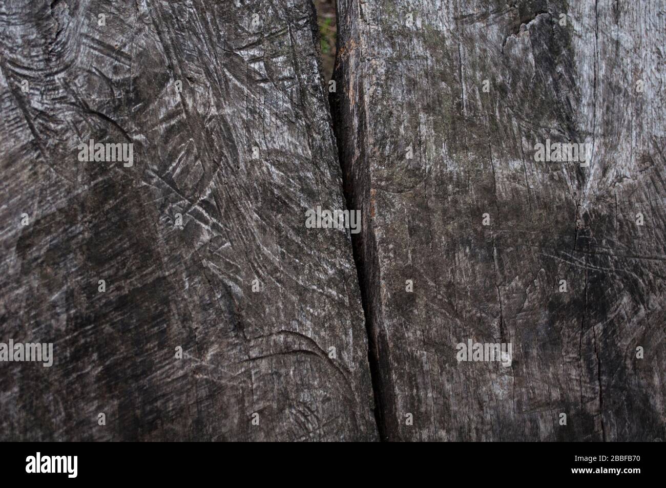 cross section of tree trunk, dirty tree with traces of saw, closeup ...