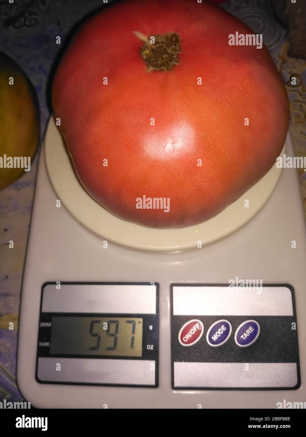 Weighing of tomatoes. Pink tomato weighing 597 grams. The photo shows a ...