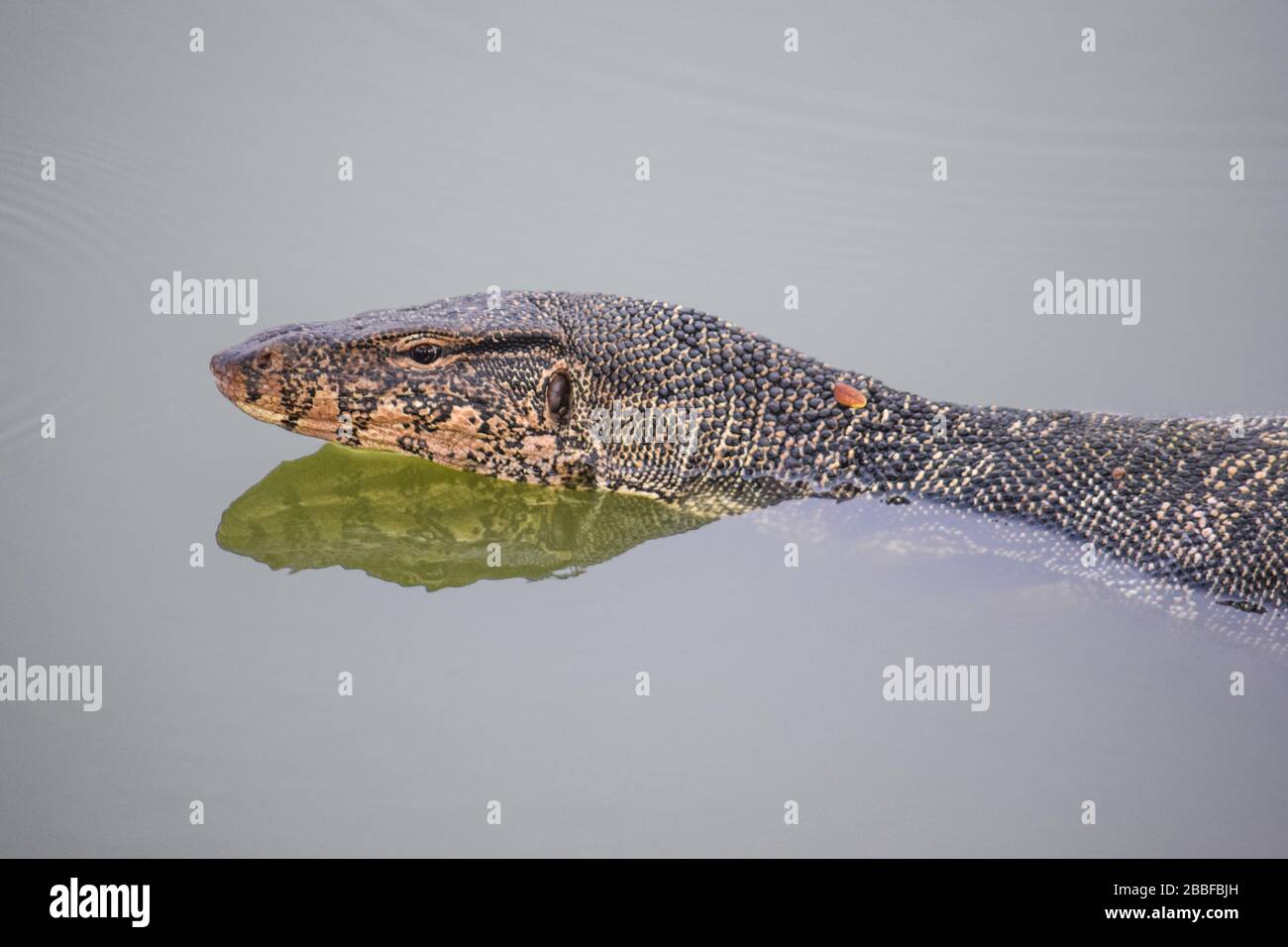 Large scaled water monitor hi-res stock photography and images - Alamy