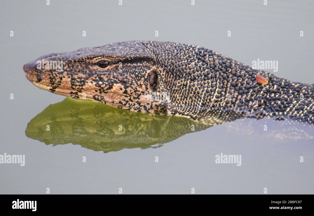 Large scaled water monitor hi-res stock photography and images - Alamy