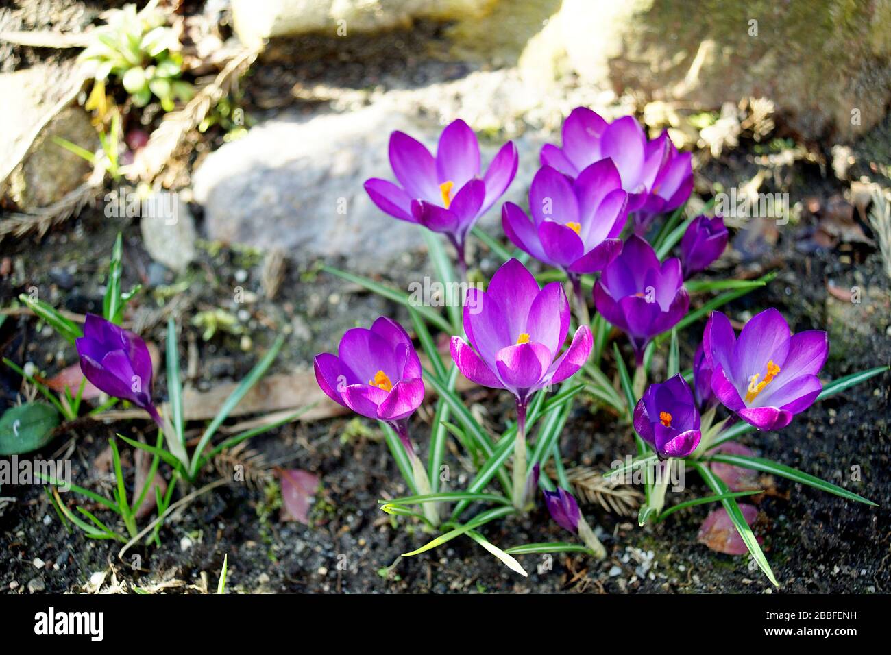 Group crocuses on background hi-res stock photography and images - Alamy