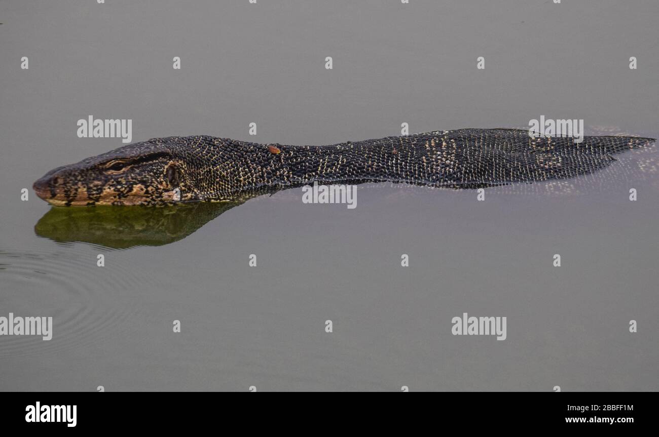 Large scaled water monitor hi-res stock photography and images - Alamy