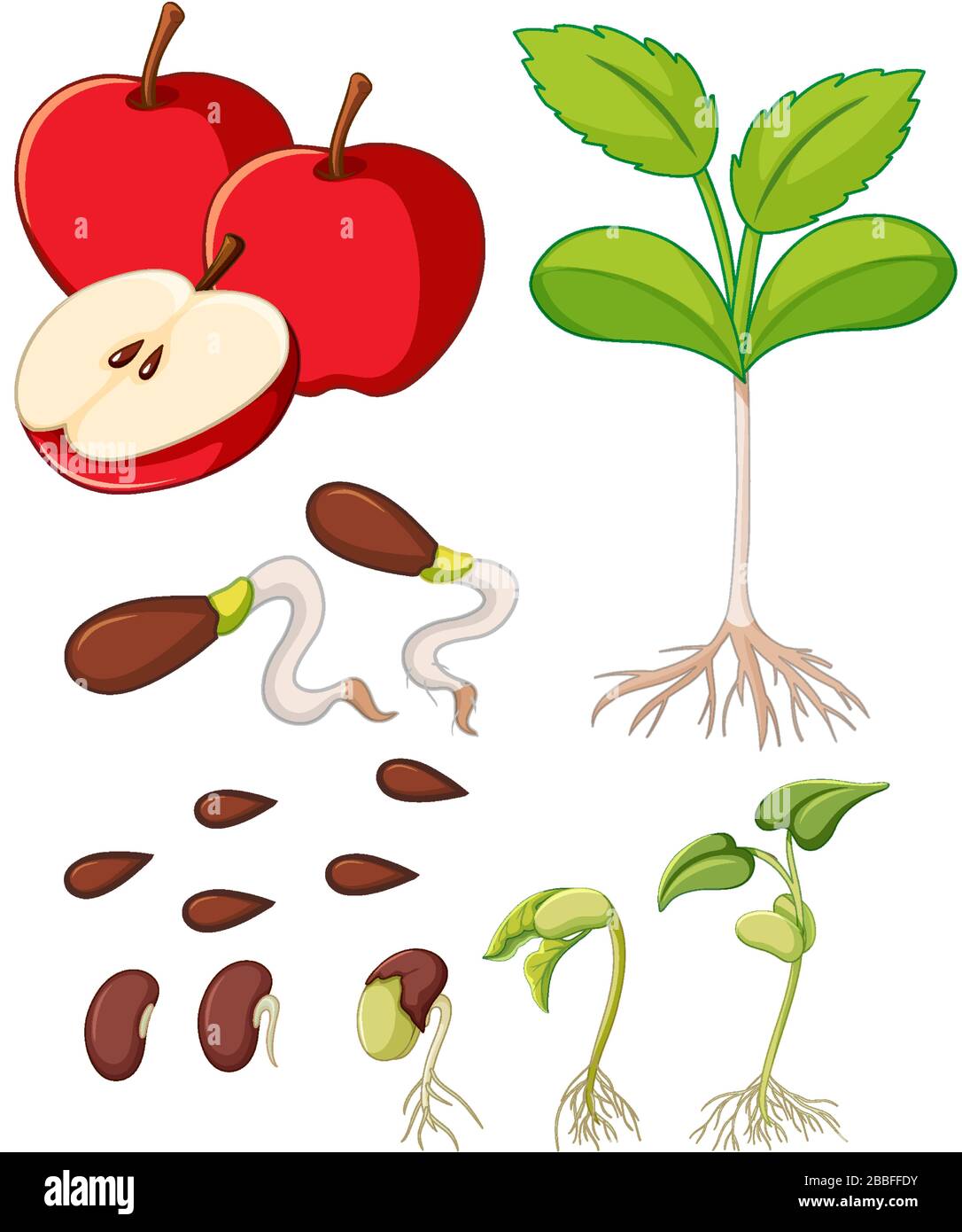 Red apples with seeds and tree growing illustration Stock Vector Image ...