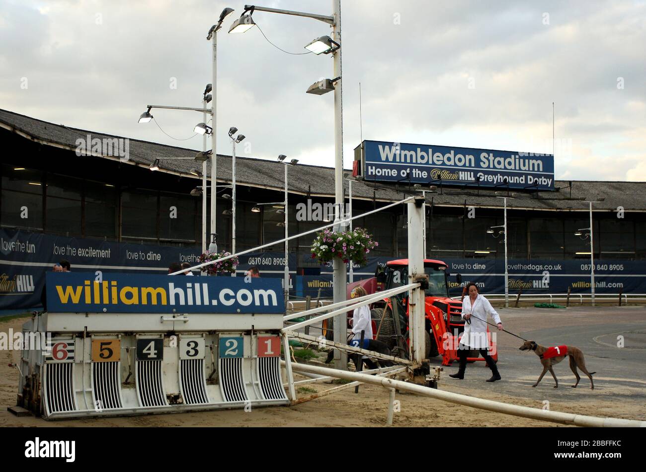 Dogs are walked to the starting line at WImbledon Greyhound Stadium ...