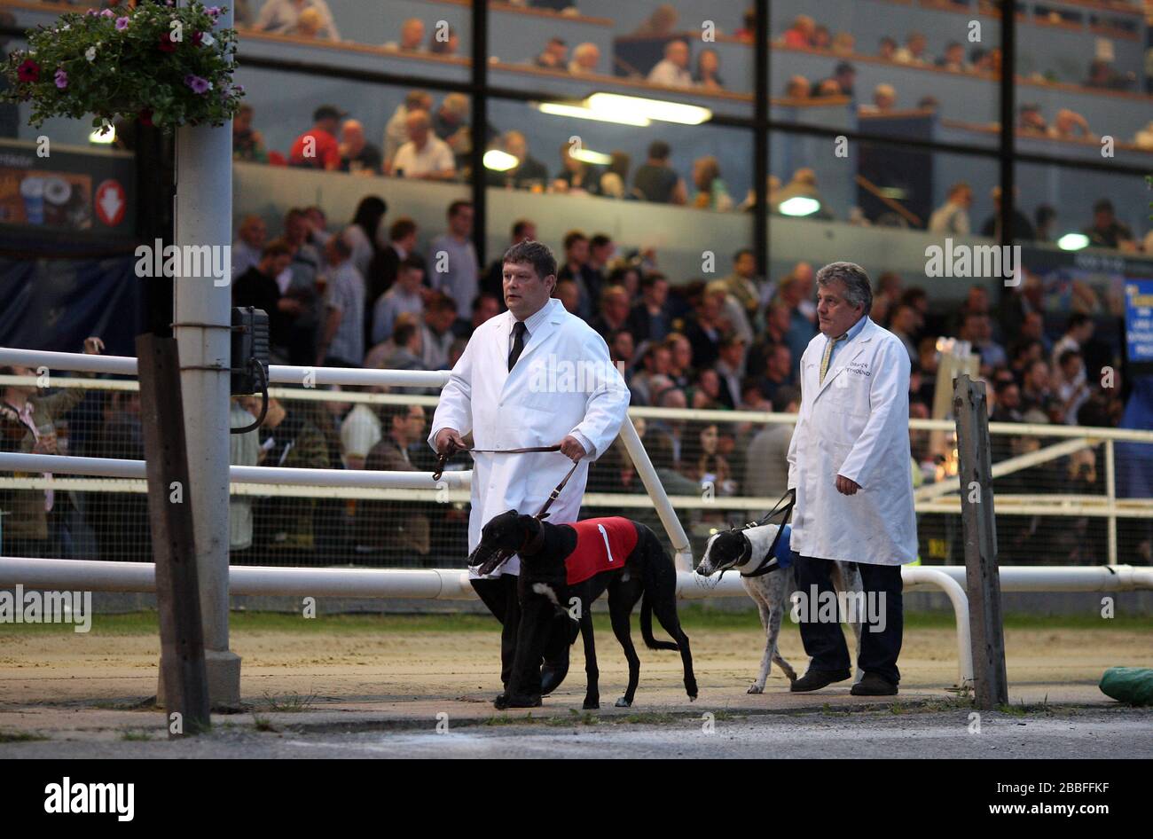 Dogs are paraded before a race at WImbledon Greyhound Stadium Stock ...