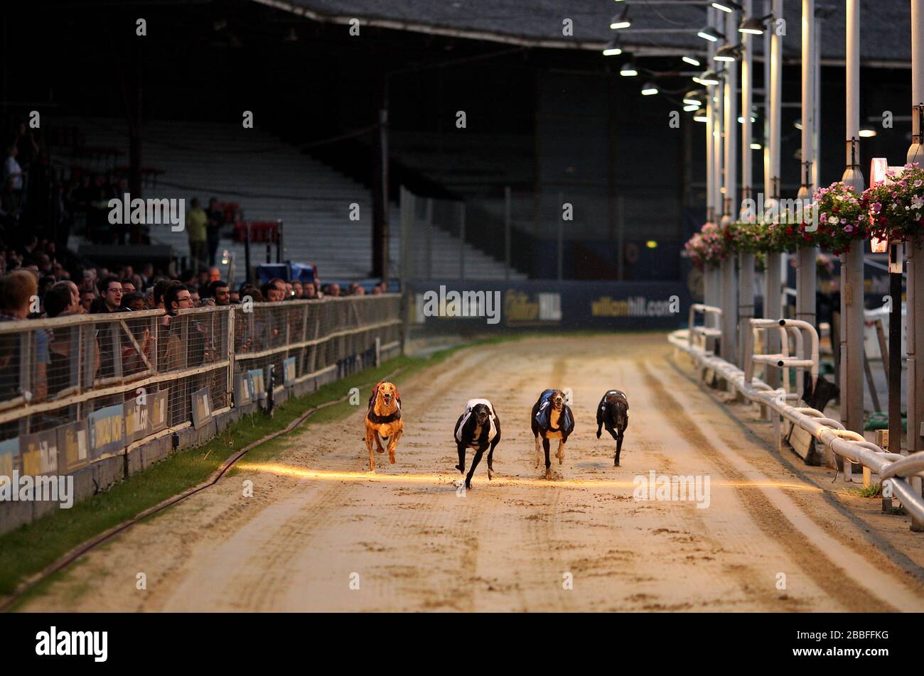 Action on the track at WImbledon Greyhound Stadium Stock Photo - Alamy