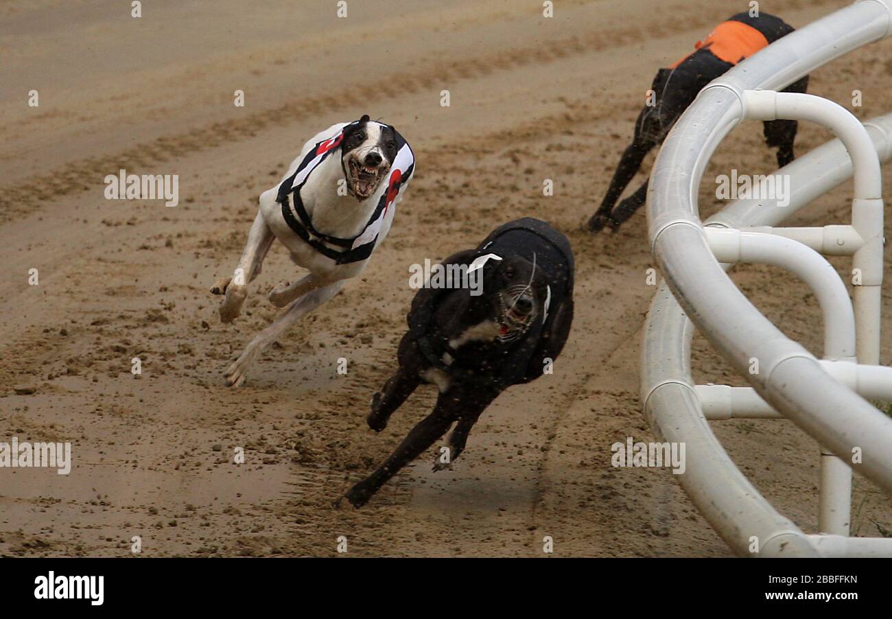 Action on the track at WImbledon Greyhound Stadium Stock Photo - Alamy