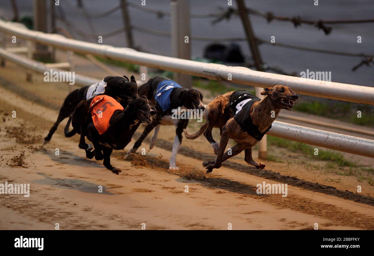 Action on the track at WImbledon Greyhound Stadium Stock Photo - Alamy