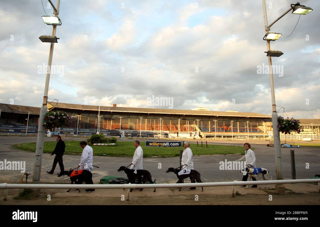 Dogs are paraded before a race at WImbledon Greyhound Stadium Stock ...