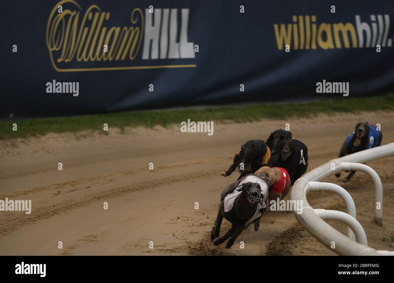 Action on the track at WImbledon Greyhound Stadium Stock Photo - Alamy