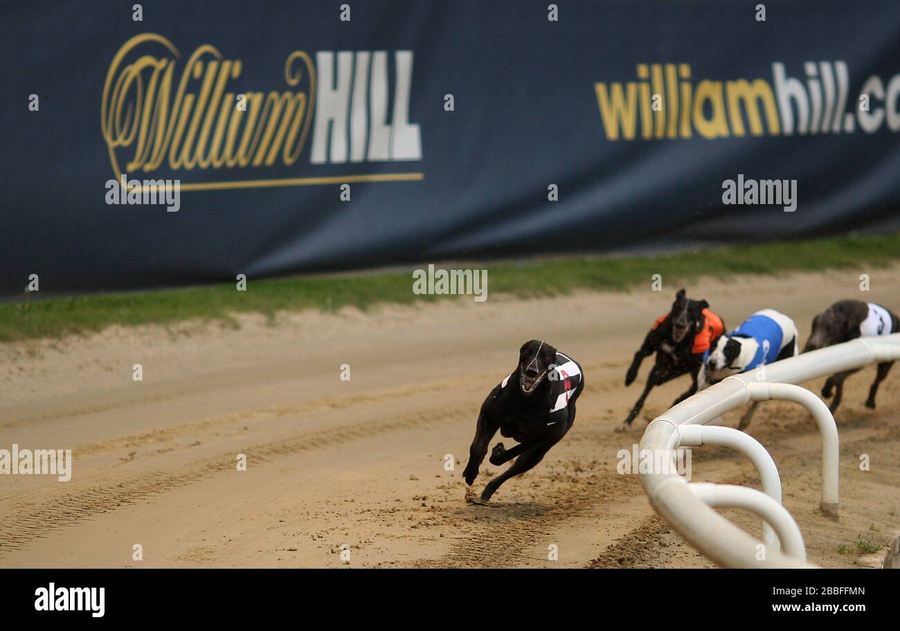 Action on the track at WImbledon Greyhound Stadium Stock Photo - Alamy