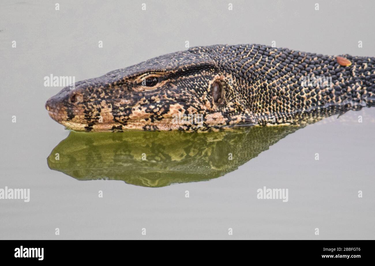 Large Water Monitor, Ayutthaya 110120 Stock Photo - Alamy