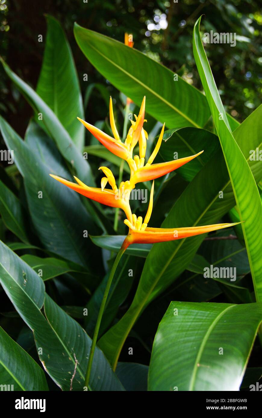 Exotic tropical flower garden hi-res stock photography and images - Alamy
