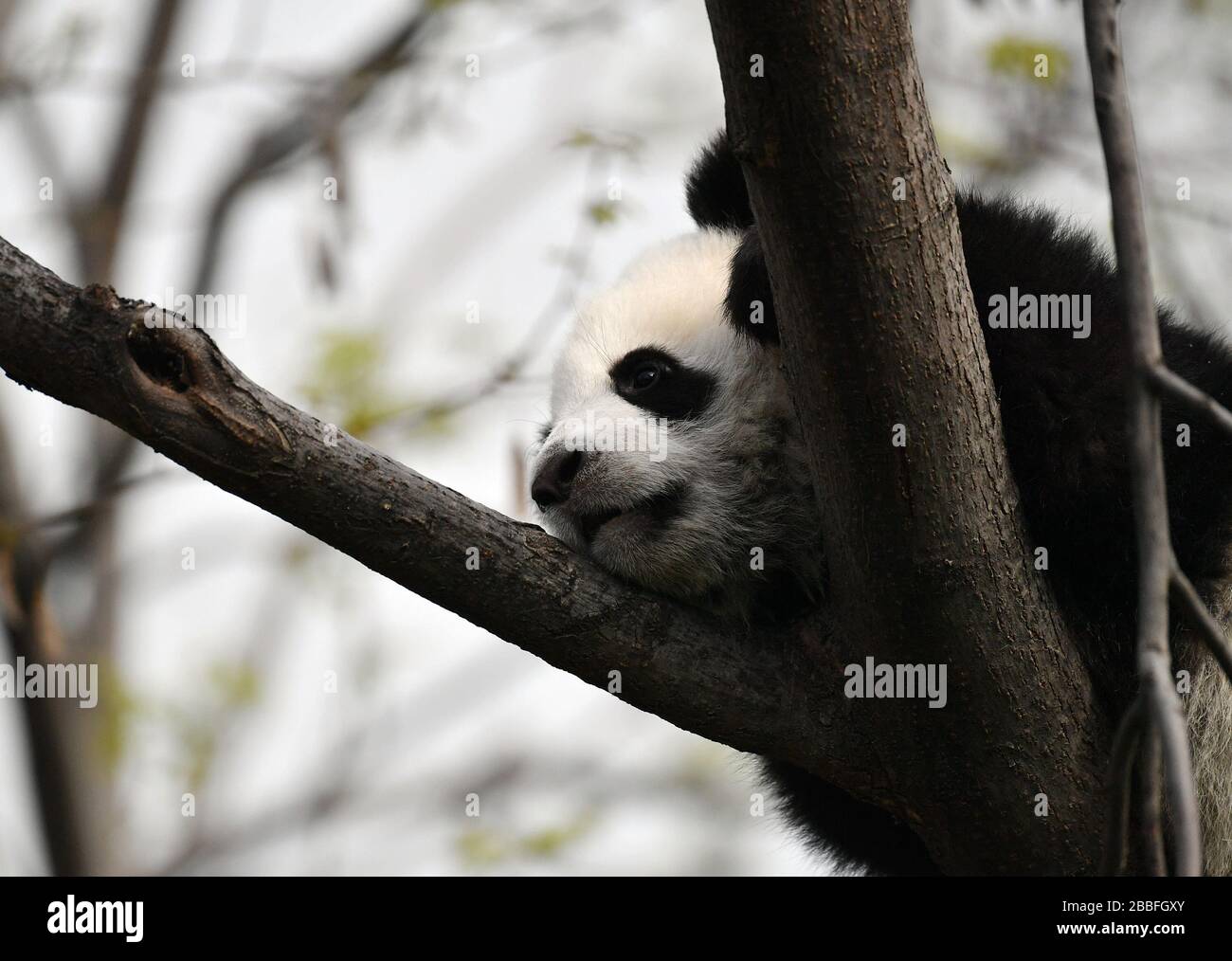 Xi'an. 31st Mar, 2020. Giant panda "Qin Kuer" plays at the Qinling ...